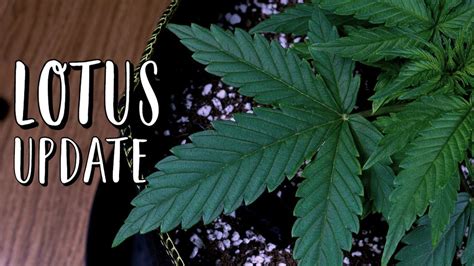 lotus season update youtube