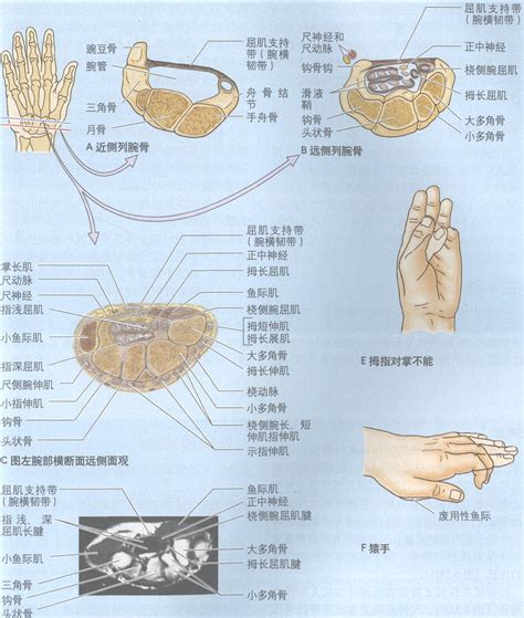 腕管综合征 基础医学 医学