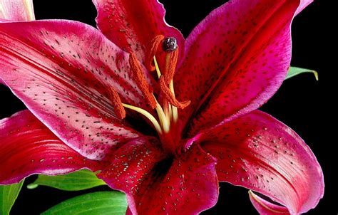 Обои на рабочий стол лилии - 71 фото