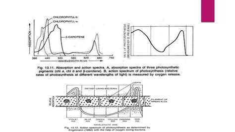 Absorption And Action Spectrum Pptx
