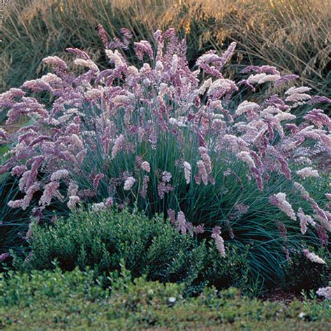 Ruby Grass Fine Gardening