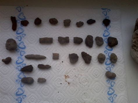 Varied Fossils Coprolites By Sususketches On Deviantart