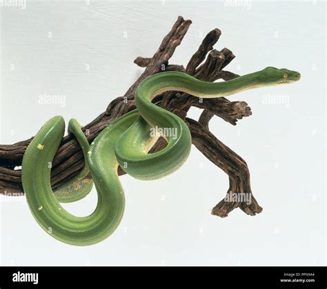Green Tree Python Morelia Viridis Partially Coiled Around A Large Branch The Snake Is Bright
