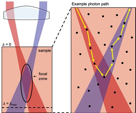 Dual Axis Optical Coherence Tomography Da Oct Biomedical Interferometry Optics And Spectroscopy