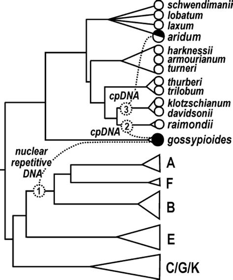 Hybridization And Introgression In New World Cottons Through Two Download Scientific Diagram