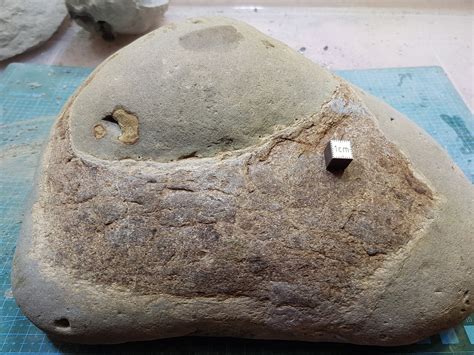 Cetacean Bone Concretion