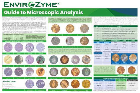 Microscopic Analysis Poster Envirozyme