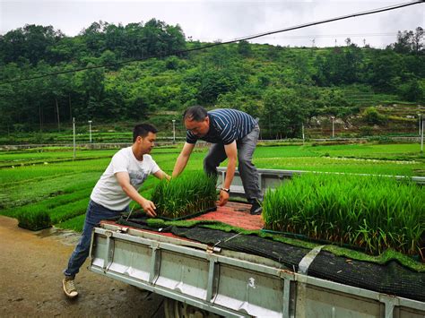 安顺平坝区机械化助力农业 万亩水稻插秧忙 贵阳网