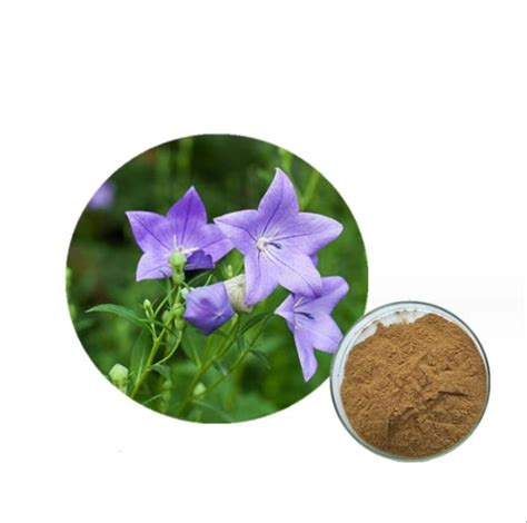 Platycodon Grandiflorum Extract Kingsci