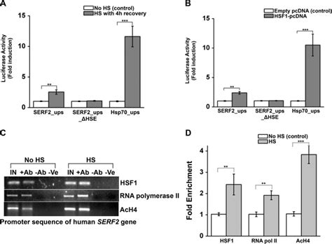 Functional Validation Of The Hse Present In Serf2 Promoter A Download Scientific Diagram