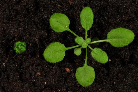 Front Page Russinova Lab