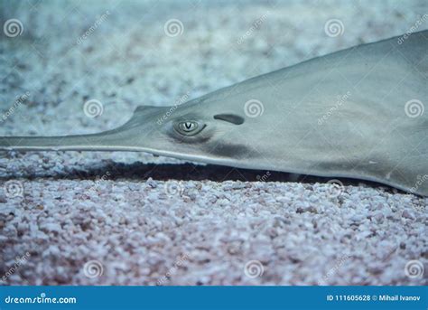 Longcomb Sawfish Zdjęcie Stock Obraz Złożonej Z Greenbacks 111605628