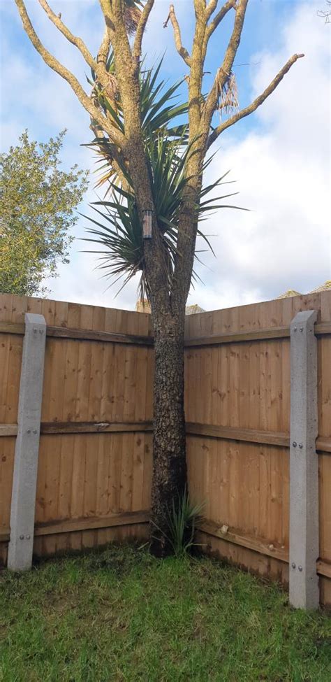 Help With Palm Tree Fungus Discussing Palm Trees Worldwide Palmtalk