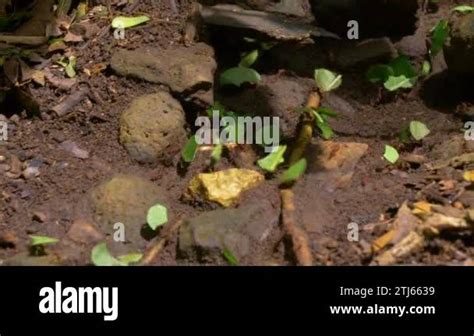 Macro Dof Working Leafcutter Ants Transporting Leaf Fragments On
