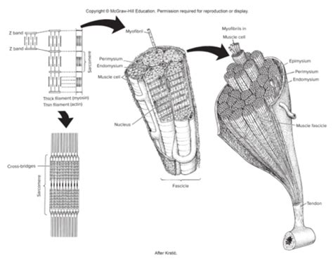 CVA Exam 3 Flashcards Quizlet CVA Exam 3 Flashcards Quizlet