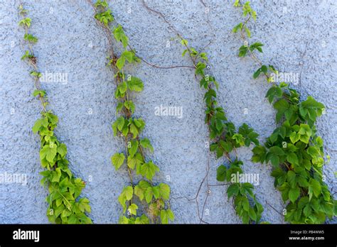 Wall Climbing Vines Florida At Sara Gardner Blog