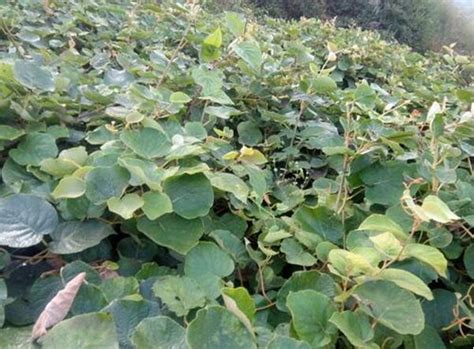 猕猴桃10月天气能种植吗 绿宝园林网