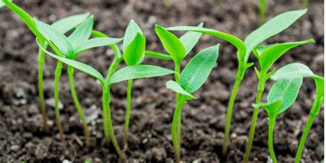 Як правильно сіяти перець на розсаду 2024 найкращі дати для посіву перцю в домашніх умовах Nv