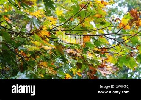 View Of Maple Tree Stock Videos And Footage Hd And 4k Video Clips Alamy