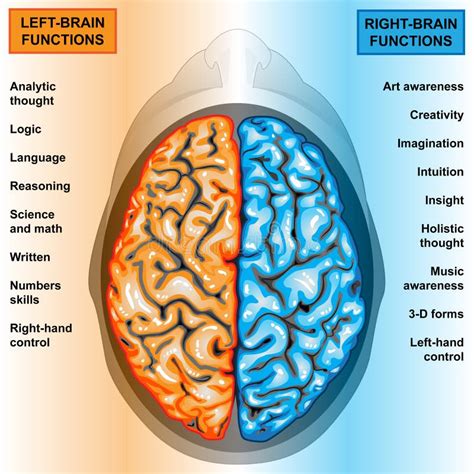 Human Brain Left And Right Functions Stock Illustration Illustration