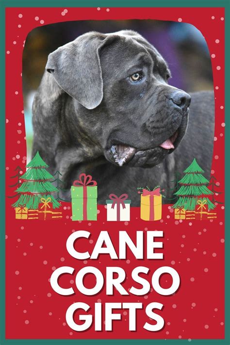 Cane Corso The Perfect T For Dog Lovers