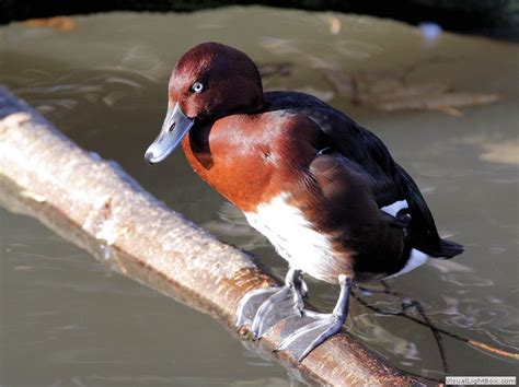 Identify Ferruginous Duck Wildfowl Photography