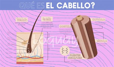Loquay ¿qué Es El Cabello