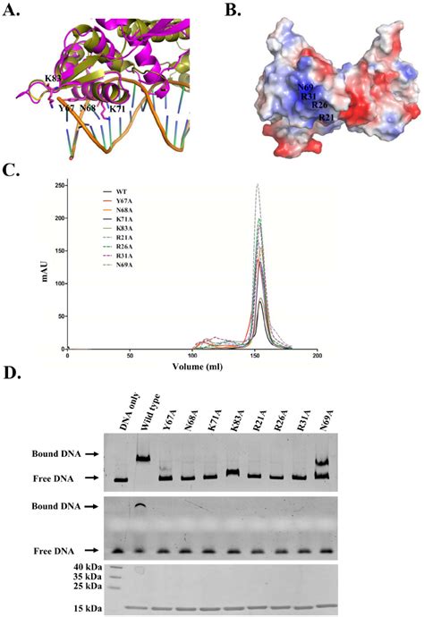 Analysis Of Perr Dna Binding Residues A Superposition Of The Download Scientific Diagram
