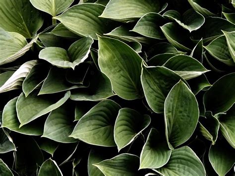 Green Leaves Texture Detail Flora Texture Photo Background And Picture