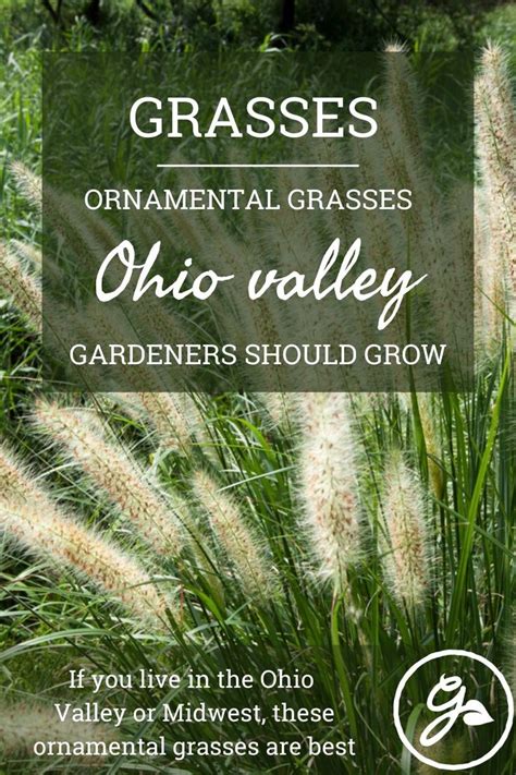 Ornamental Grasses For Ohio Valley Gardens