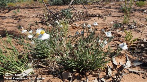 Helichrysum Leucopsideum