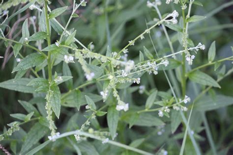 Small Hounds Tongue From West Rand District Municipality South Africa