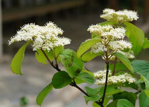 ジュウガツザクラ十月桜メイの気まぐれ植物図鑑