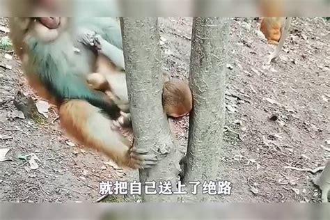 调皮猴子玩打火机差点玩火自焚让你明白什么叫世间险恶 打火机 猴子 世间