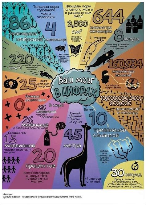 ﻿Толщина коры Площадь коры головного мозга человека головного мозга в развернутом виде А Д