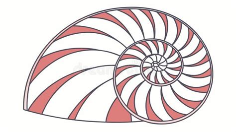 Detailed Nautilus Shell Natural Spiral Form Geometry Graphic Illustration Vector Design
