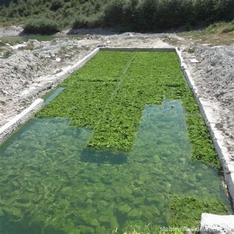 Algae Based Thermal Insulation Stable Diffusion Online