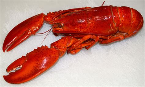 100 Fun Facts About Lobsters