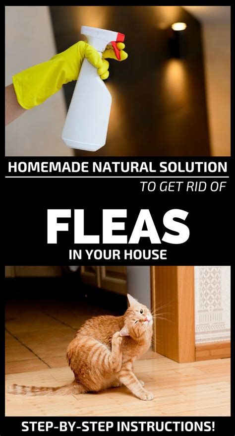 Homemade Natural Solution To Get Rid Of Fleas In Your House How To Get Rid Of Fleas In House