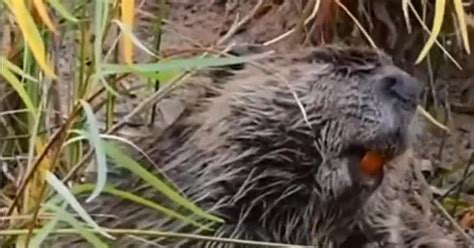 미리보는 실사판 ‘잔망루피… 몸단장에 진심인 비버