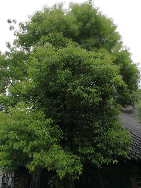 南方常見樹種江西一個縣名臭蟲蛋從它提取台兒莊隨處可見 每日頭條