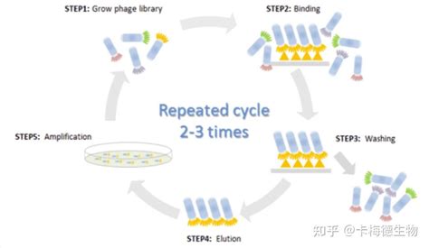 噬菌体展示文库构建与筛选 卡梅德生物 知乎
