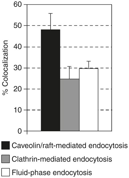 Quantification Of The Colocalization Of Dna With Three Different