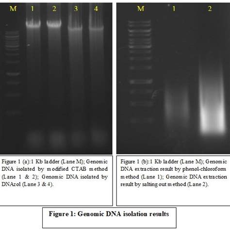 Pdf Modified Ctab Method For High Quality Genomic Dna Extraction From