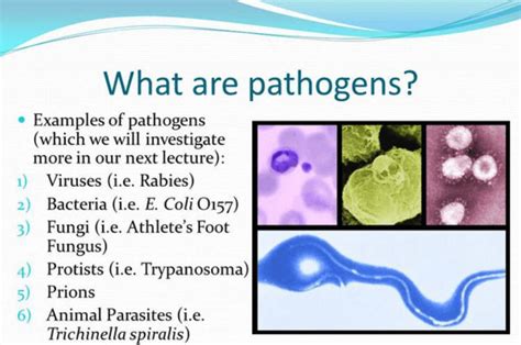 Difference Between Antigen And Pathogen