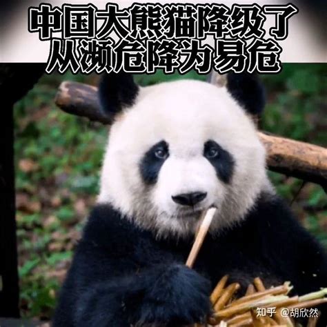 新闻评述熊猫易危人类保护野生动物的依据是什么 知乎