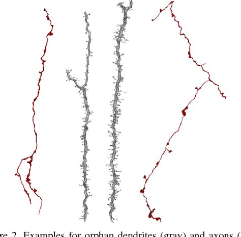 Figure 2 From Semantic Segmentation Of High Resolution Neuron Meshes