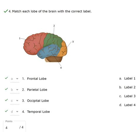 Match Each Lobe Of The Brain With The Correct Label
