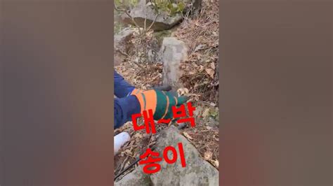 송이버섯 대박 산행 줄송이 줍줍 Youtube