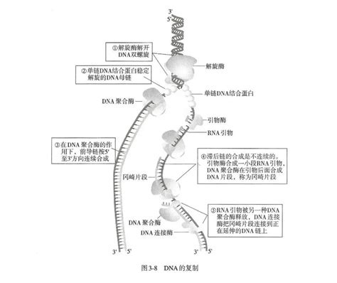 高中生物：dna的复制是你想象不到的更精彩！ 哔哩哔哩